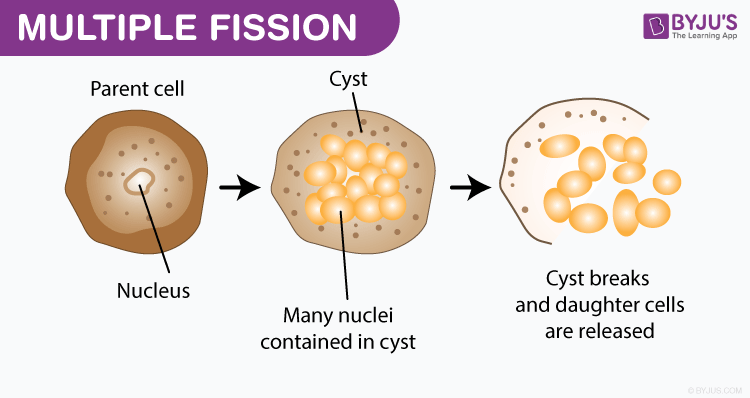 How Is Binary Fission Different From Multiple Fission Difference