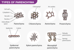 Parenchyma cells: Definition, Structure, Types, Functions