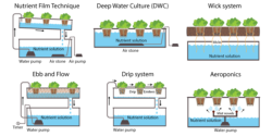 Hydroponic system: Basics of Hydroponics, Mineral Nutrition in Plants ...