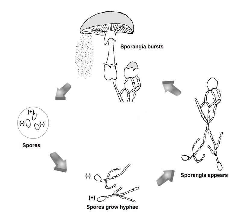 CBSE Class 10 Science Chapter 8 How Do Organisms Reproduce Notes