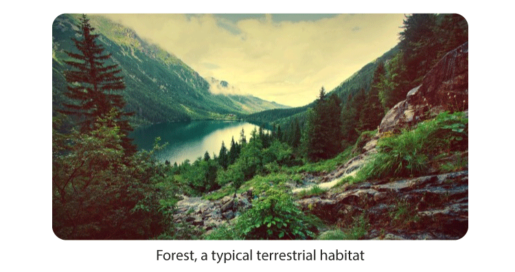 The Living Organisms Characteristics and Habitats