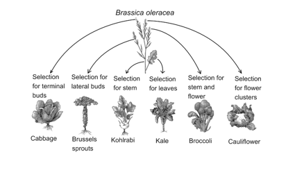 CBSE Class 10 Science Chapter 9 Heredity and Evolution Notes PDF