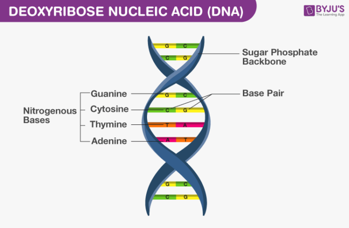 Molecular Basis of Inheritance for Class 12 Chapter 6 Biology Notes