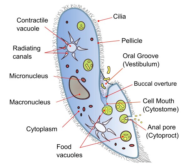 What Is Protozoa Classification Characteristics Examples And What Is Protozoa Classification Characteristics Examples And