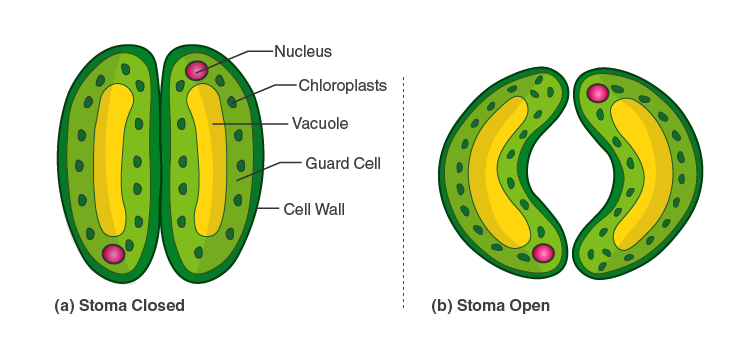 CBSE Class 10 Science Chapter 6 Life Processes Notes