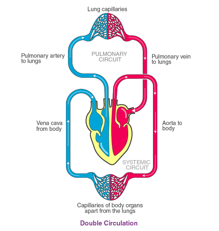 6 Life Processes 6 Life Processes