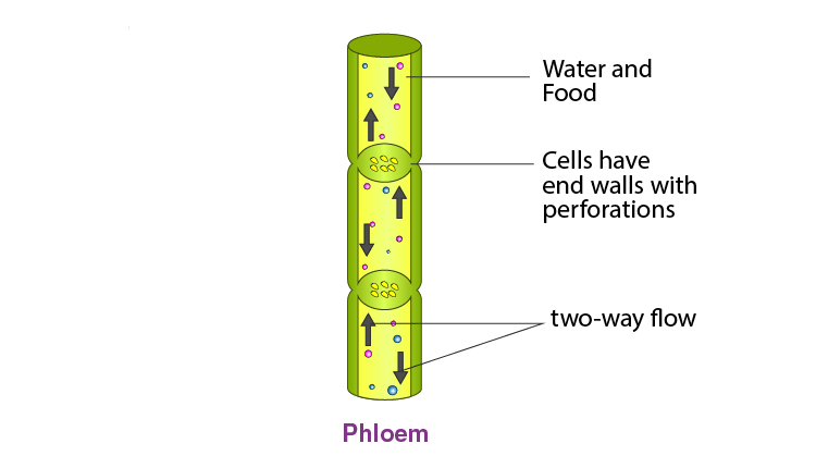 NCERT NOTES CBSE CLASS 10 SCIENCE CHAPTER 6 LIFE PROCESSES