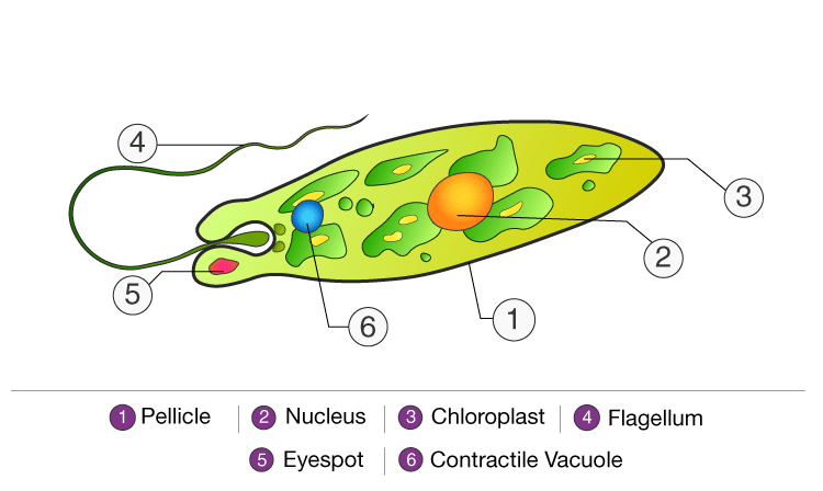 CBSE Class 10 Science Chapter 6 Life Processes Notes
