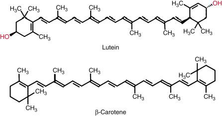 Xanthophylls And Carotenoids Plant Life: Photosynthetic Light