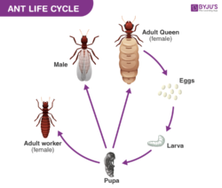 Ant Life Cycle - Explore How Ants Reproduce