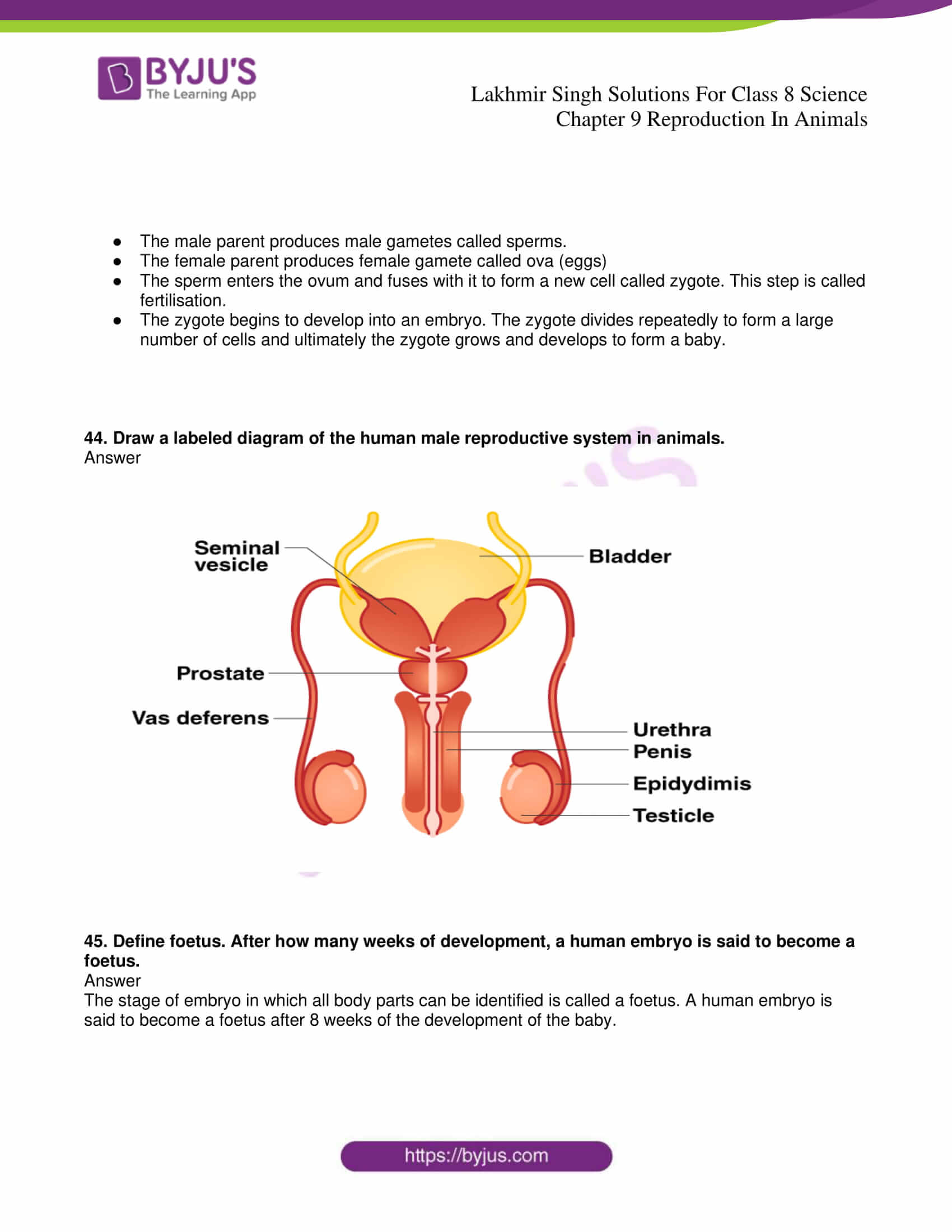 Lakhmir Singh Science Class 8 Solutions For Chapter 9 Reproduction In Lakhmir Singh Science Class 8 Solutions For Chapter 9 Reproduction In