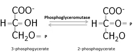 Isomerase