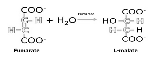 Enzyme Names - Naming & Classification, EC Numbers, Six Classes Of Enzymes