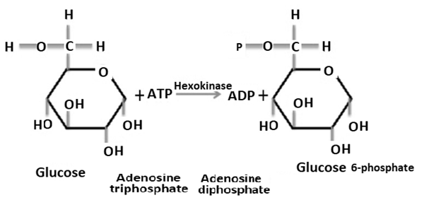 Enzyme Names - Naming & Classification, EC Numbers, Six Classes Of Enzymes