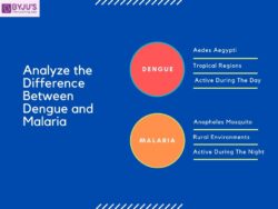 Differences Between Dengue and Malaria Disease With Their Detailed Comparisons