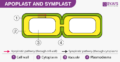 Differences between Apoplast and Symplast Pathway