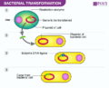 Bacterial Genetics - Conjugation, Transduction, Transformation