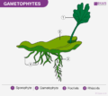 What is Gametophyte? - Male Gametophyte, Female Gametophyte, Examples