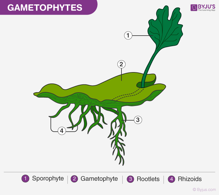 What Is Gametophyte Male Gametophyte Female Gametophyte Examples What Is Gametophyte Male Gametophyte Female Gametophyte Examples