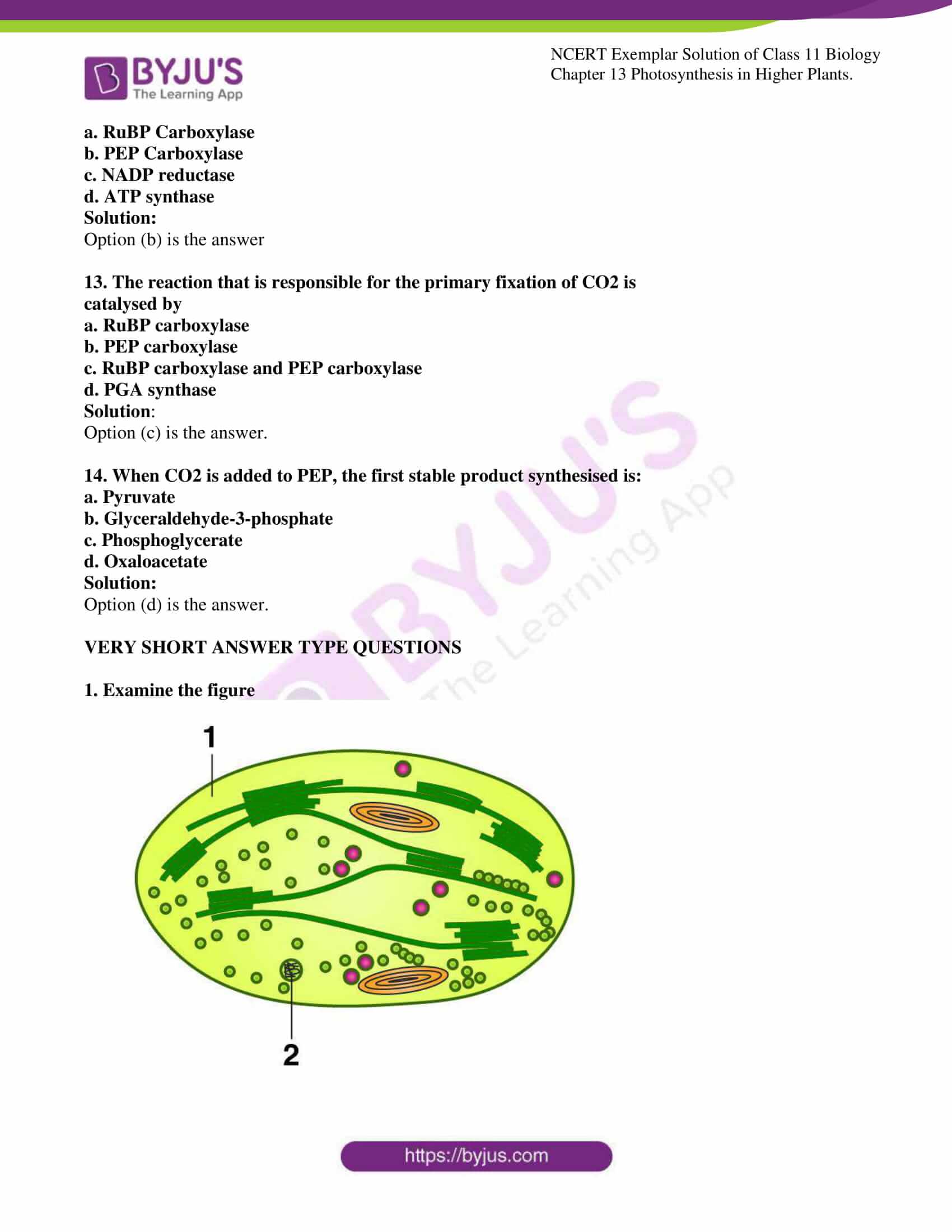 NCERT Exemplar Solution For Class 11 Biology Chapter 13 Get The PDF Here