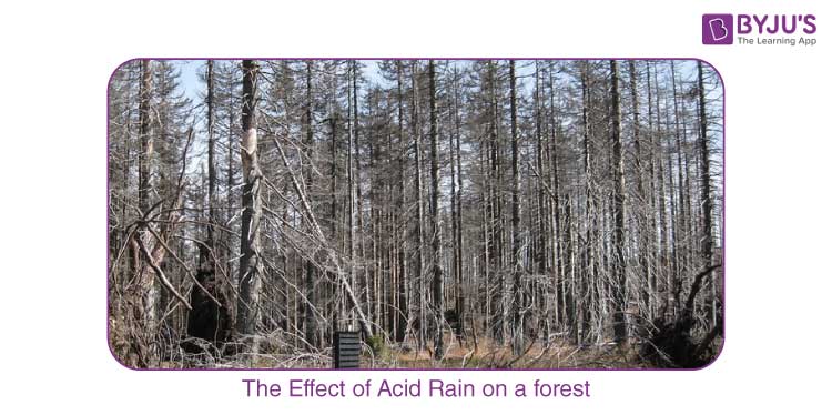 Acid Rain - Definition, Causes, Effects, Examples, Prevention , FAQS ...