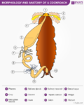 Explore the Morphology and Anatomy of Cockroach