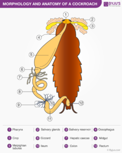 Anatomy and Morphology Of Animal Tissues - Anatomy of Cockroach