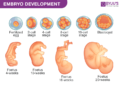 Embryo Development - A Development process of Fetus - Week by Week