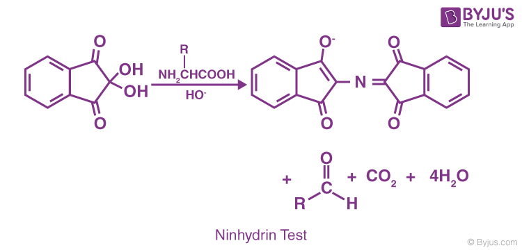 Ninhydrin Test - Reaction, Principle, Procedure, Result Interpretation
