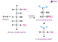 Photorespiration - Process and Significance Of Photorespiration