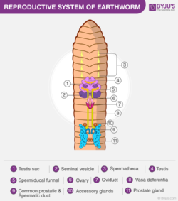 Earthworm - Morphology, Diagram and Anatomy of Earthworm