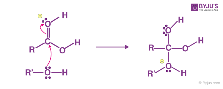 Fischer Esterification Mechanism - Detailed Explanation with Examples