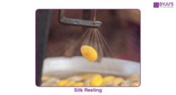 What is Sericulture? The Silkworm Rearing Process Explained!
