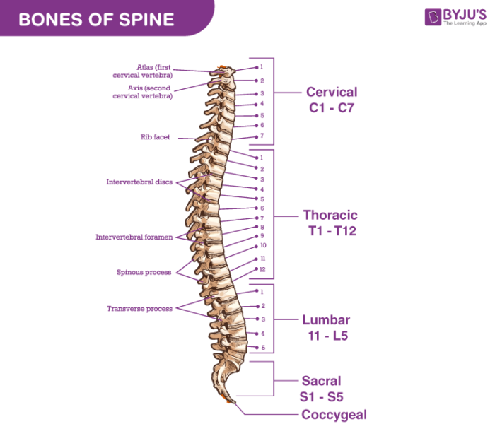 Bones Of Spine Anatomy Of Vertebral Column Bones Of Spine Anatomy Of Vertebral Column