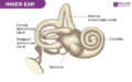 Structure of Ear: Anatomy and Physiology