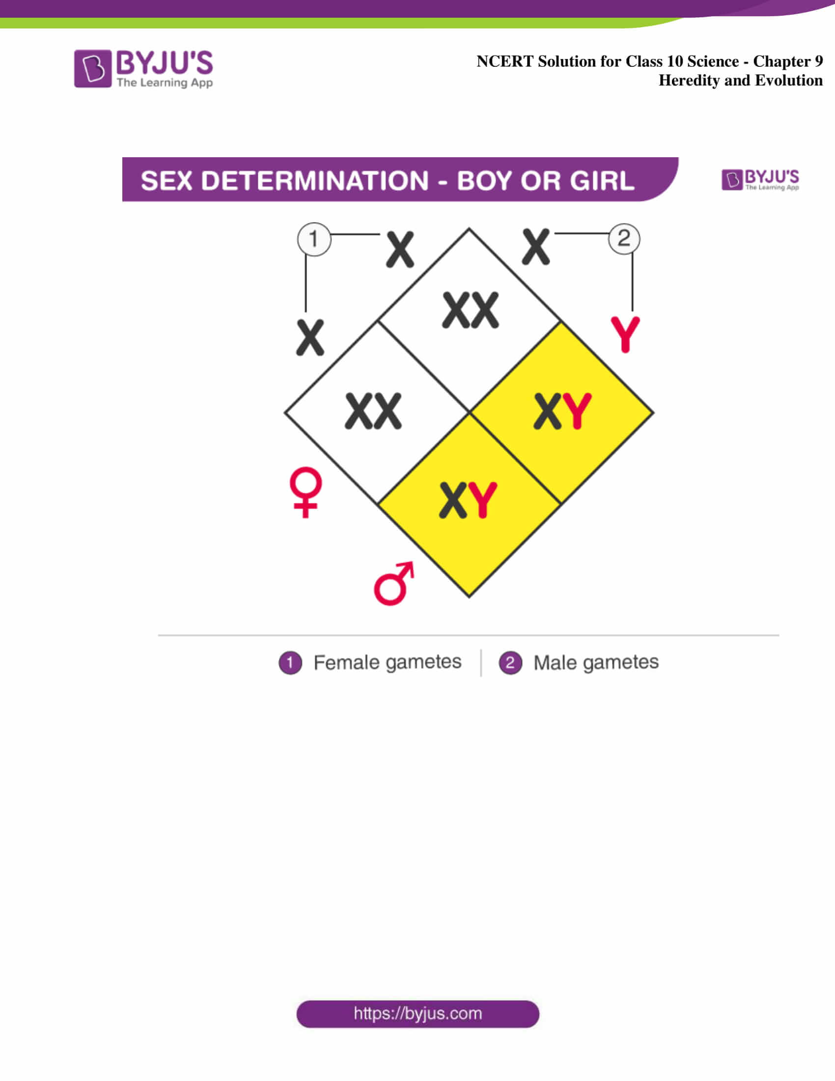 NCERT Solutions For Class 10 Science Chapter 9 Heredity And Evolution NCERT Solutions For Class 10 Science Chapter 9 Heredity And Evolution
