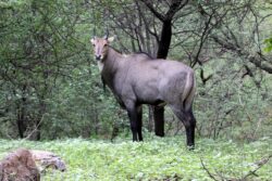 Nilgai: Characteristics, Behaviour and Conservation Status
