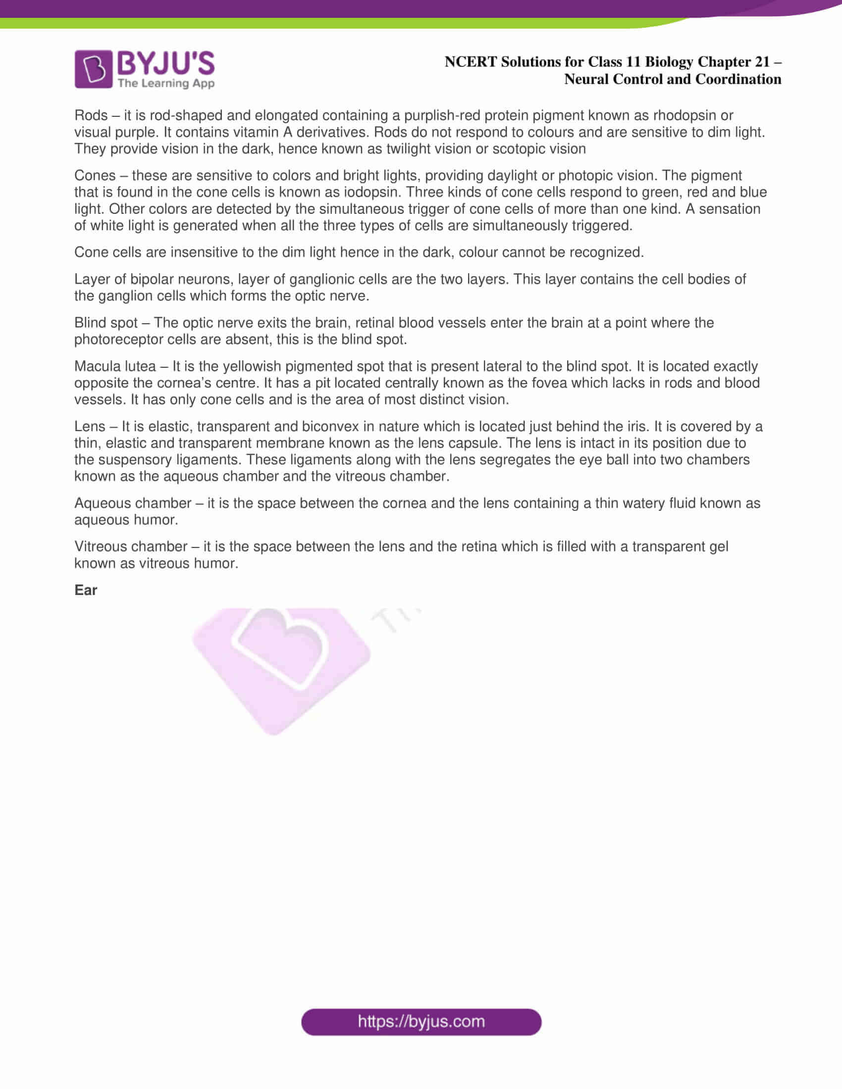 NCERT Solutions Class 11 Biology Chapter 21 Neural Control and Coordination