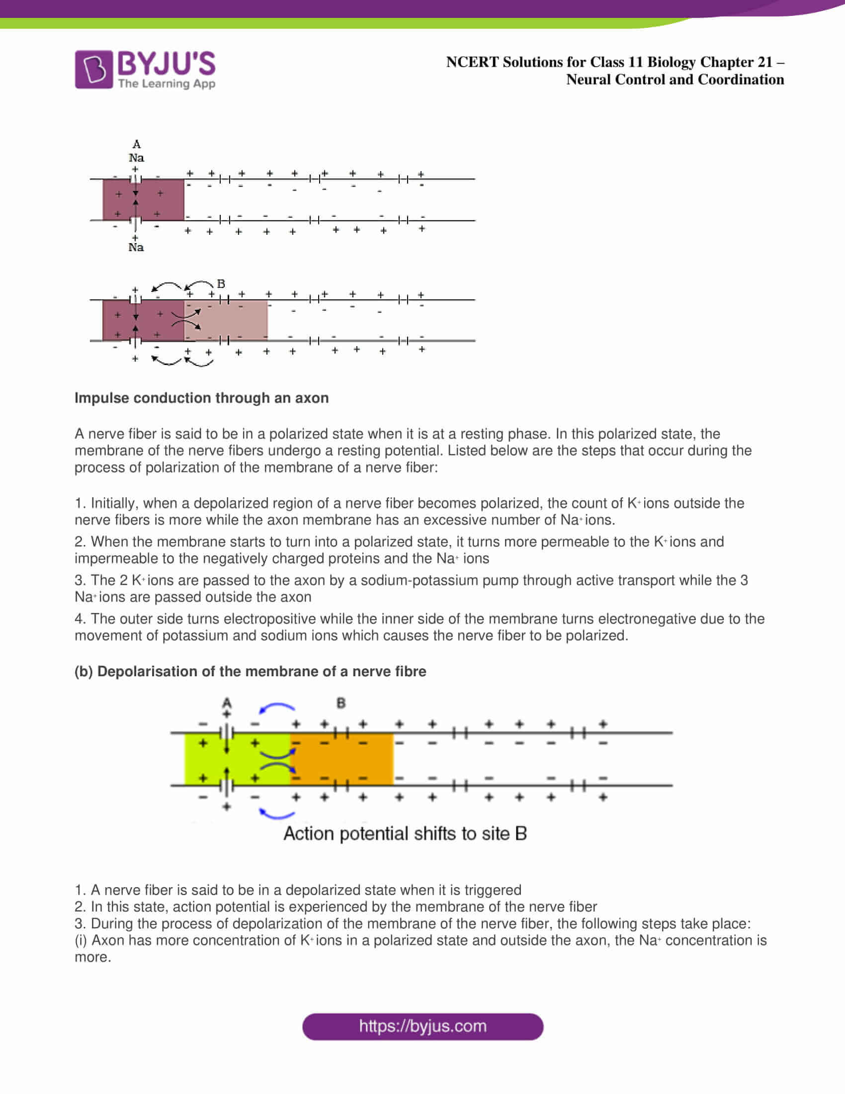 NCERT Solutions Class 11 Biology Chapter 21 Neural Control and Coordination
