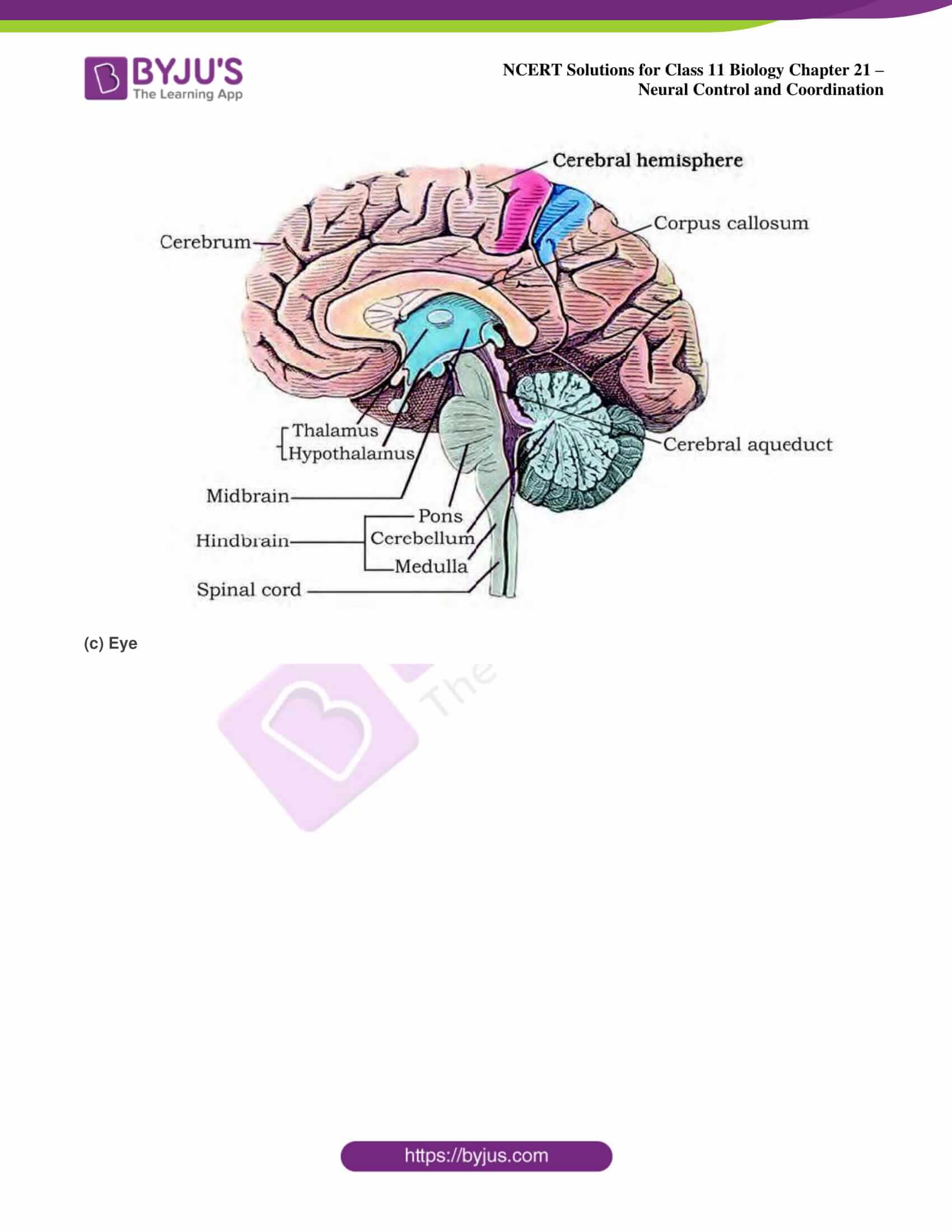 NCERT Solutions Class 11 Biology Chapter 21 Neural Control and Coordination