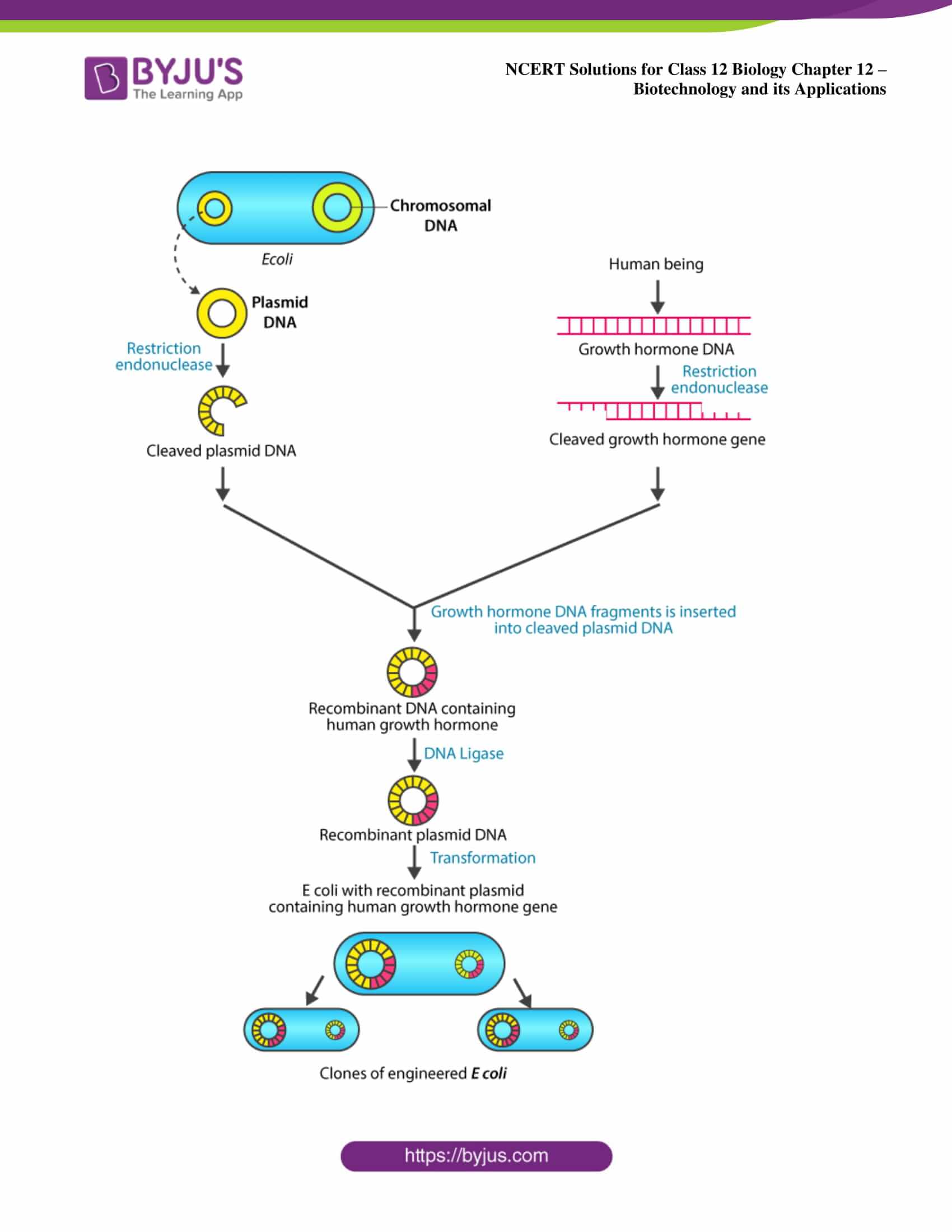 NCERT Solutions for Class 12 Biology Chapter 12 Biotechnology and its ...