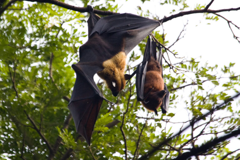 Indian Flying Fox: Characteristics and Conservation
