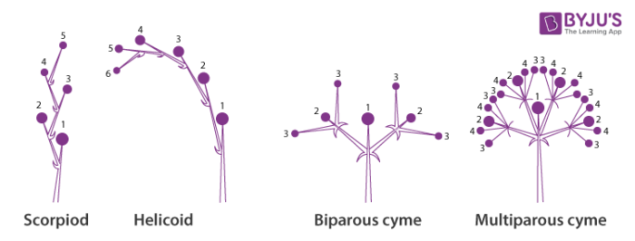 Cymose inflorescence: Types, Difference between racemose and cymose