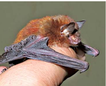 UPSC Exam Comprehensive News Analysis. April 19th, 2021 CNA. Download PDF