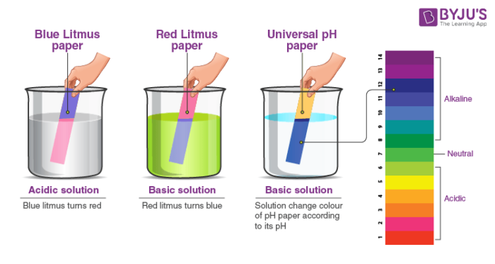 What Is Litmus Paper History Composition Colours With Examples