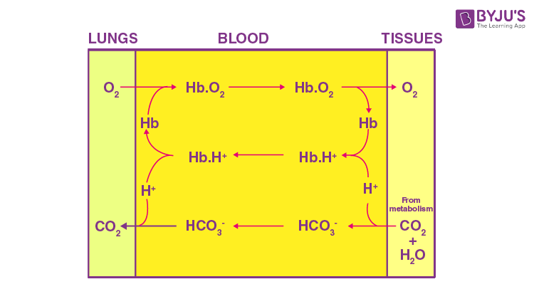 Bohr Effect - Experimental Discovery, Allosteric interactions, Bohr ...