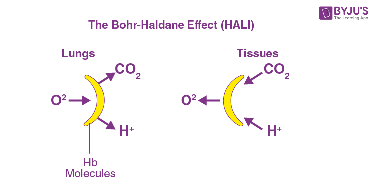 Bohr Effect - Experimental Discovery, Allosteric interactions, Bohr ...