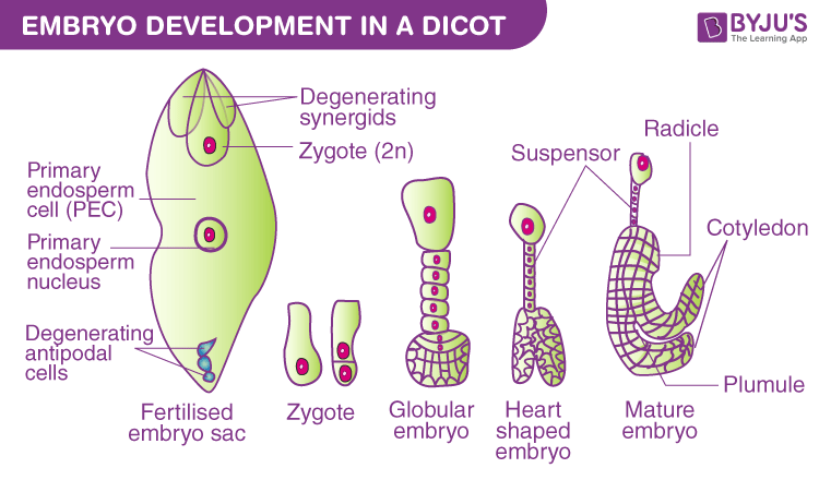 What Is Embryo in Plants? - BYJU'S NEET