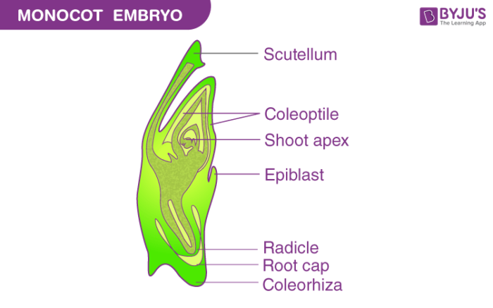 What Is Embryo in Plants? - BYJU'S NEET