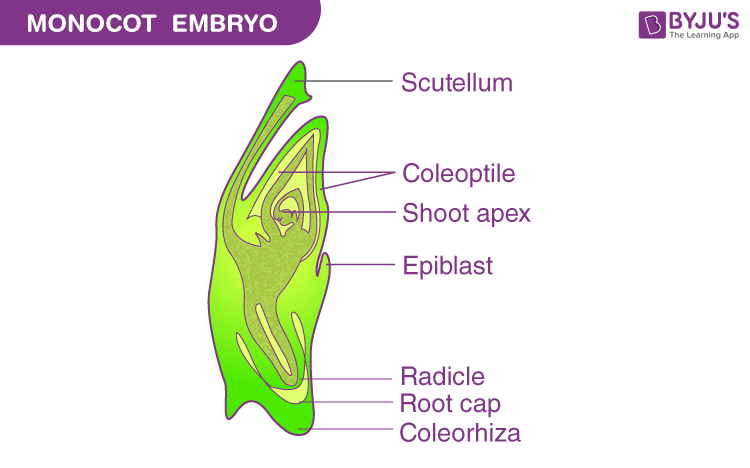 What Is Embryo in Plants? - BYJU'S NEET